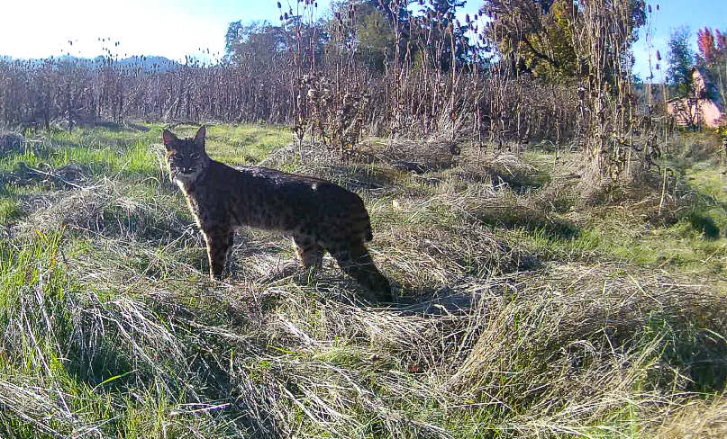 Trail Camera Captures Red Lynx along Baker Creek, Oregon | Heide Island ...